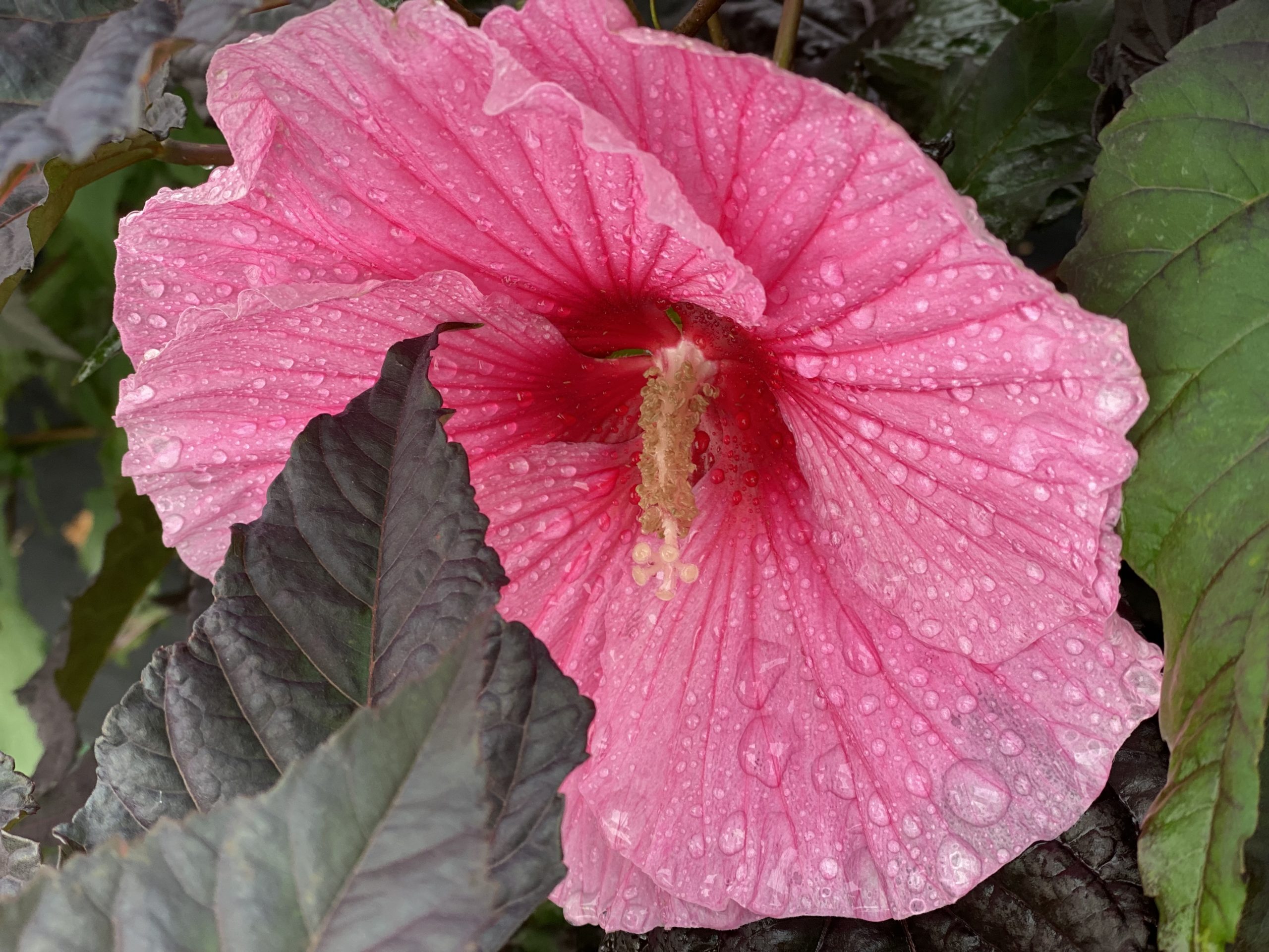 HIBISCUS moscheutos SUMMERIFIC® ‘Edge of Night’ PPAF - North Coast ... HIBISCUS moscheutos SUMMERIFIC® ‘Edge of Night’ PPAF - North Coast ...