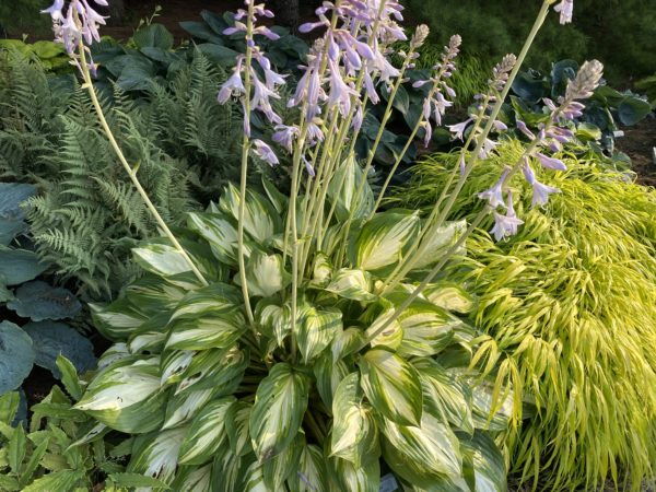 HOSTA SHADOWLAND® ‘Miss America’ PP32068 - North Coast Perennials