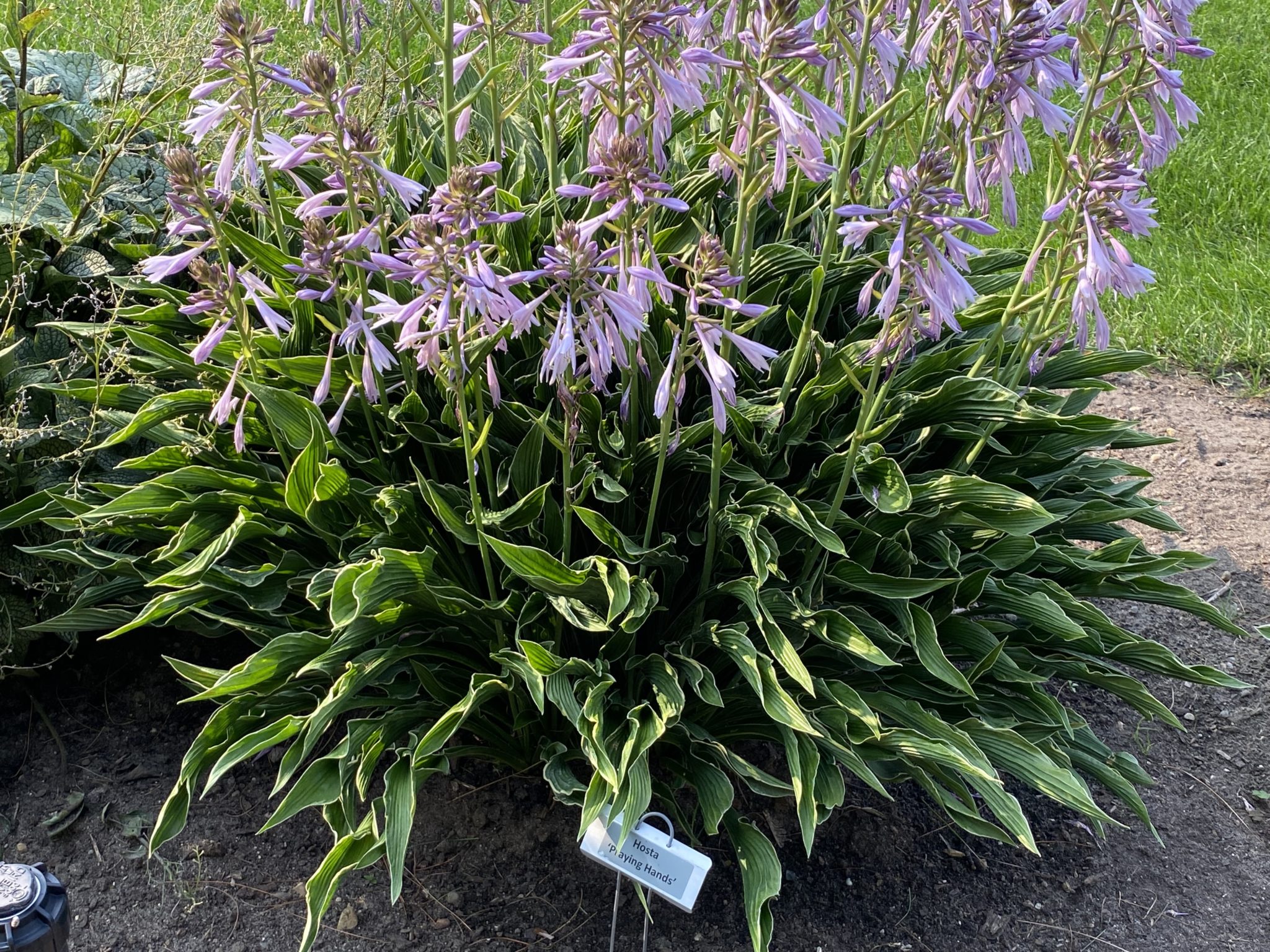 HOSTA ‘Praying Hands’ - North Coast Perennials