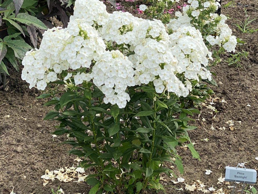 PHLOX paniculata LUMINARY™ Collection ‘Backlight’ PPAF - North Coast ...