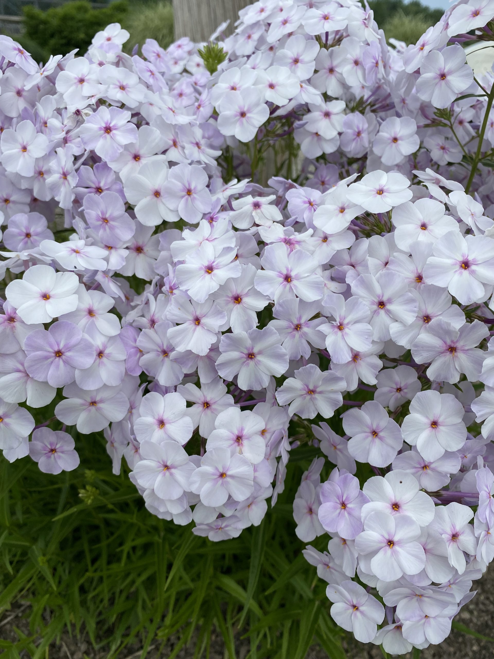 PHLOX x ‘Opening Act Pink-a-Dot’ PP31732 - North Coast Perennials