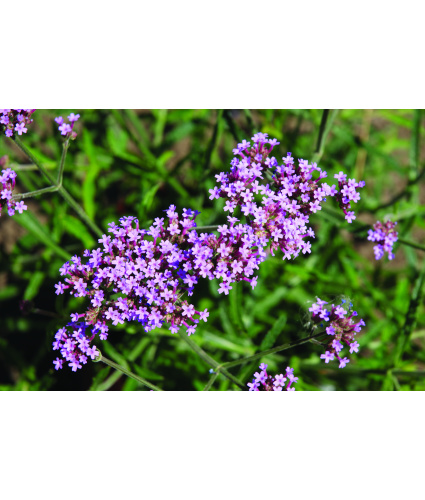 VERBENA bonariensis ‘Lollipop’ - North Coast Perennials